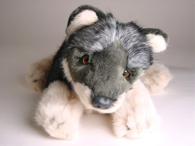 Caspian Sea Wolf Cub 1244 - Caspian Sea Wolves - Wild Animals