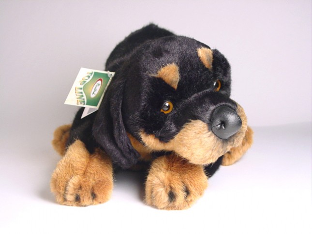 Rottweiler Puppy 2260 - Rottweilers - Dogs